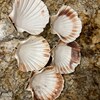 HUGE Vintage White Lightning Whelk Conch Seashell X-large 9-13 Shell ...