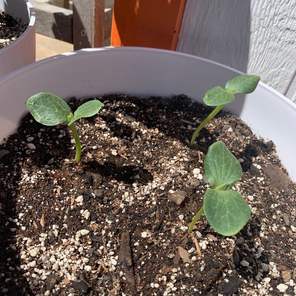 단호박 Seeds(5) Heirloom Kabocha Squash Seed - Etsy