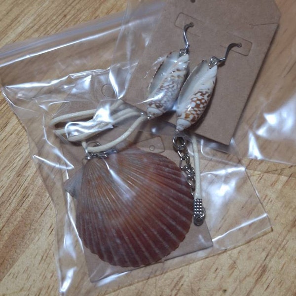 Pensacola Beach Natural Scallop Shell Lot of 55, Real Seashells ...