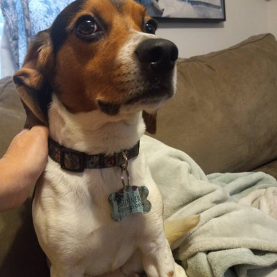 Pet ID Tag-new Large Pet Tag, 2x 1.25bone Tag. Personalized Dog, Pet ID ...