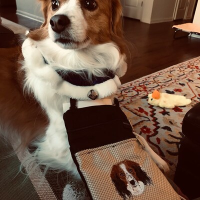 Sable German Shepherd Coin Purse, German Shepherd Crossbody Purse ...