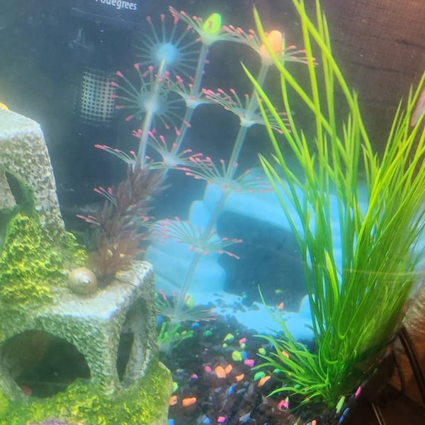 Aquarium Rock Corner Cave, Cichlid Cave, Kuhli Loach Dojo Loach ...