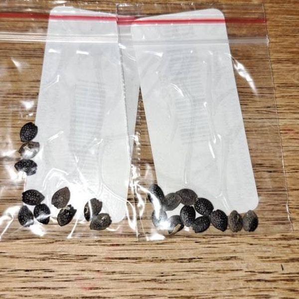 10 Banana Passionfruit Seeds (passiflora Softest) Fast Flower Vine ...