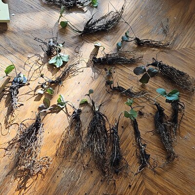 10 Ukraine Melon Karamel Seeds 03 - Etsy