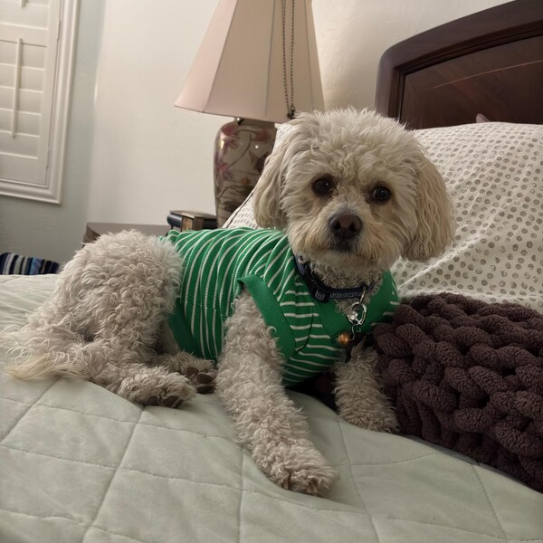 Knitted Muffler, S,L, Dog Cape, Pet Neckwear, Dog Neck Warmer, Pet ...