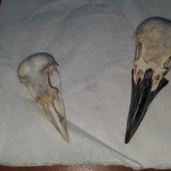 Rook Crow Skull Natural Rook Corvus Frugilegus Corvid Taxidermy Gothic ...