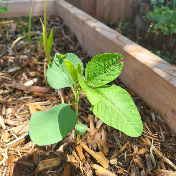 Midori Giant Edamame Seeds - Heirloom Seeds, Organic Soybean, Japanese ...