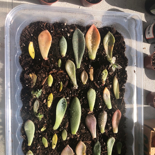 Succulent Leaf Starters | Propagation - Etsy