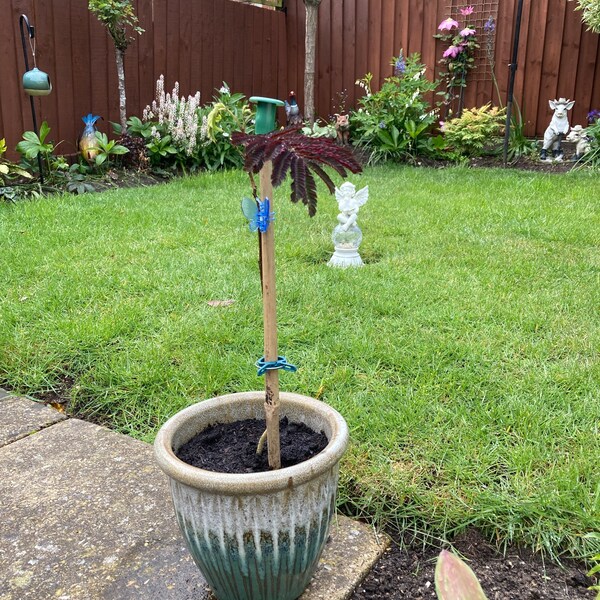 Hydrangea Arborescens Annabelle - Hydrangea Plant in 2L Pot - Etsy UK