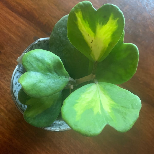 Hoya Kerrii 'picta' the Variegated Sweetheart Hoya, Rooted Plant - Etsy