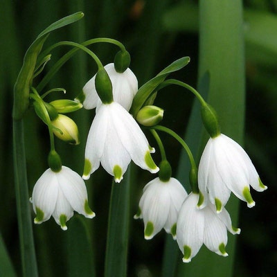6 Bulbs Leucojum Aestivum-summer Snowflakepack of 6 Lrg Bulbsperennial ...