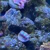Light Pink Capnella Leather Coral Live Saltwater Coral by Coralslover ...