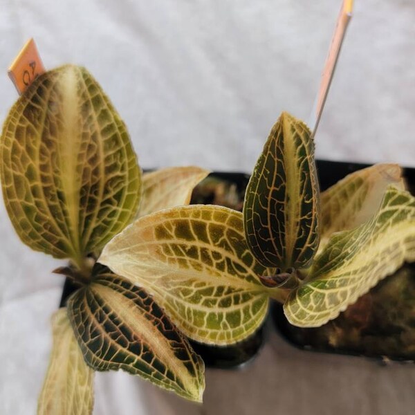 Large Size Jewel Orchid, Ludochilus 'sea Turtle', Live House Plant ...