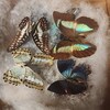 OVERSTOCK: Spread Penthicodes Pulchella, Lanternflies 2-pack - Etsy