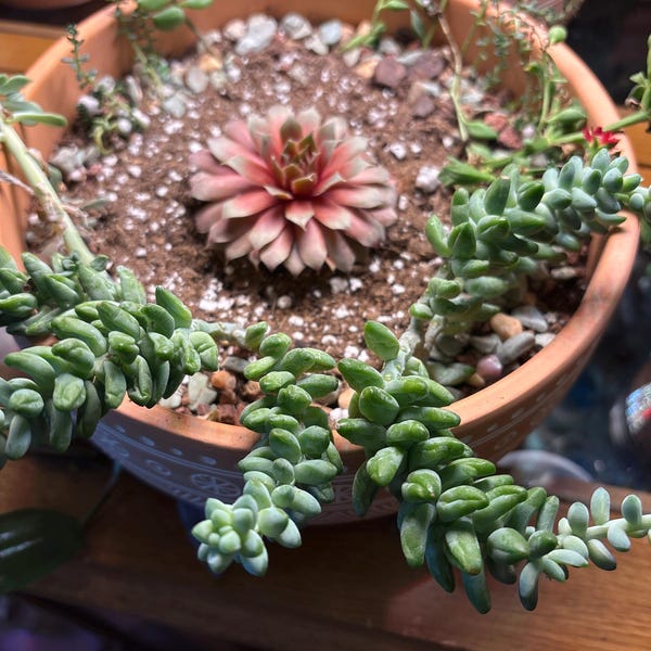 Royal Ruby Hen and Chicks - Sempervivum - Etsy
