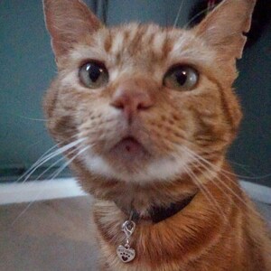 Furry Symbol Phipaw Stainless Steel Pendant on a Silver Plated | Etsy