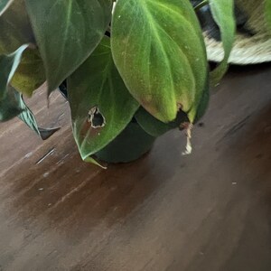 Silver Splash Pothos Scindapsus Pictus Exotica - Etsy