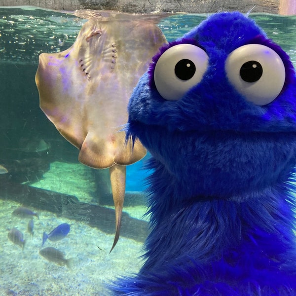 Live-hands Practice/training Puppet - BLUE! - Etsy