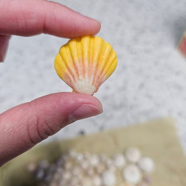 Opihi Limpet Hawaiian Shells | 10 Shells | Hawaii Shell Jewelry Making ...