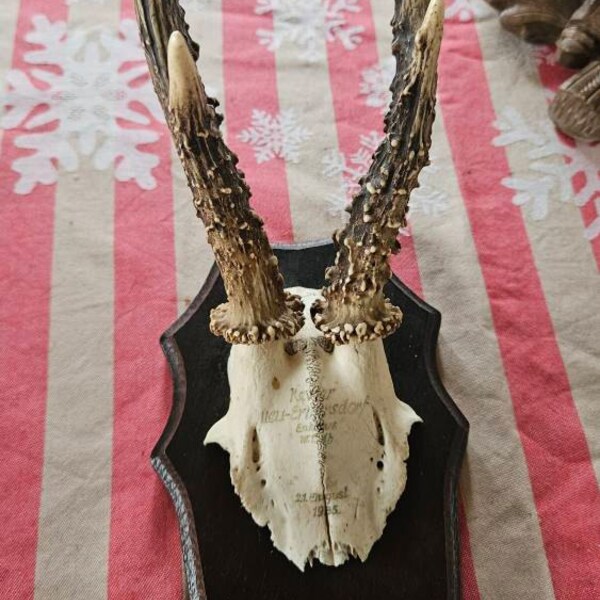 Set of 2 Antique Roe Deer Antlers on Carved Wooden Trophy-plaque ...