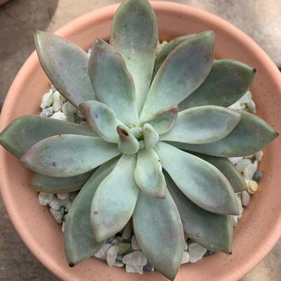 Pink Opalina Graptoveria Rare Succulent Live Plant - Etsy