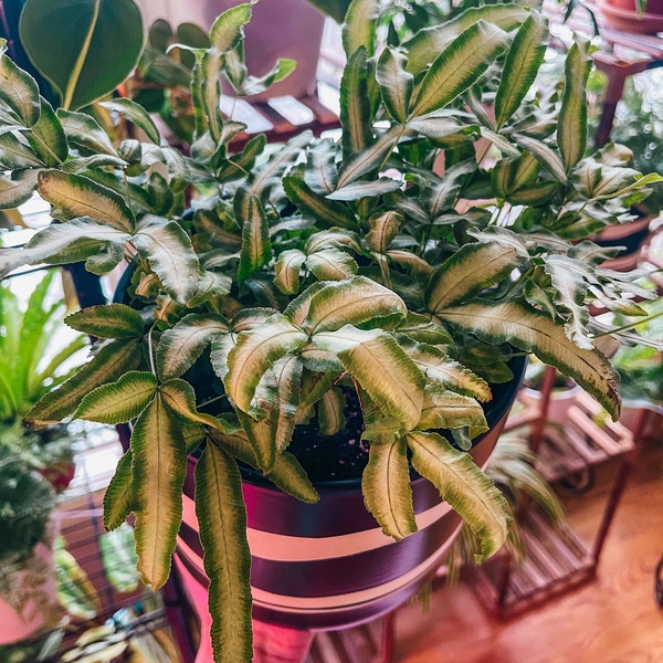 Fern Plant Silver Ribbon Fern Plant in a 4" Pot Fern Pteris Cretica ...