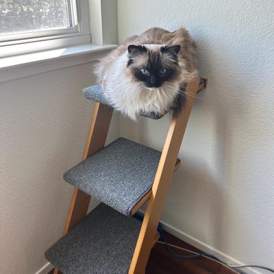 Cat Ladder 7 Step Cherry Hardwood Movable Cat Perch Always Somewhere ...