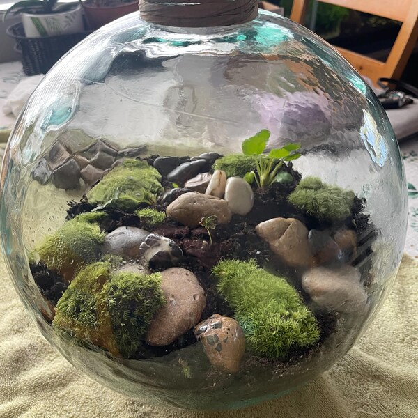 Princess Pine Tree Clubmoss Plants for Fairy Garden, Terrarium, Garden ...