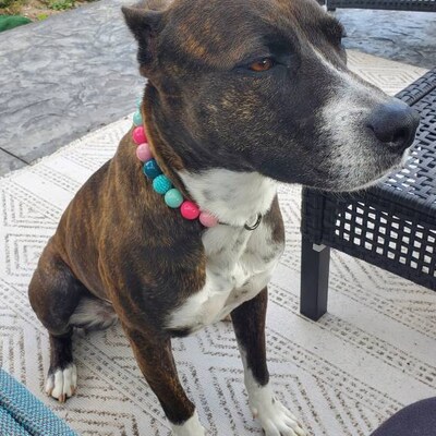 Flamingo Floaty Pool Party Beaded Dog Collar, Collar, Dog Collar, Dog ...