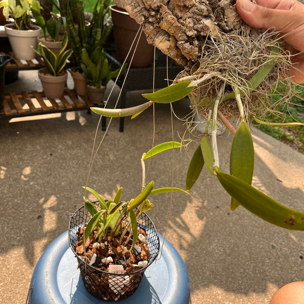 Rlc Nadia Song - Etsy