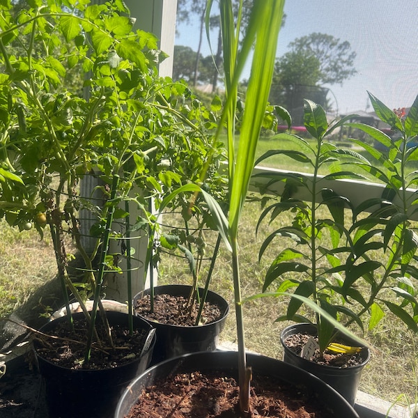 CHAYA Mayan Miracle Mexican Tree Spinach Organic Deeply Lobed Leaf ...