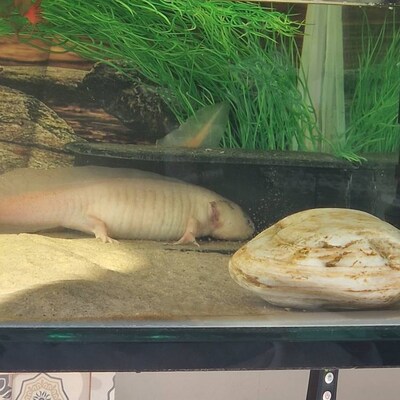 Natural Slate 3 Tier Cave, Axolotl, Catfish, Reptiles, Geckos ...