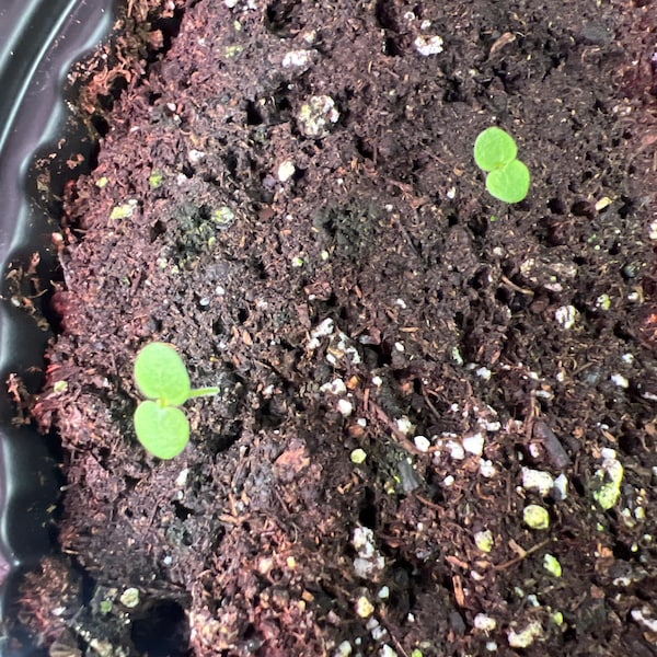 HEAVEN BLUE MILKWEED Tweedia Seeds - Rare Blue Milkweed / Blue Milkweed ...