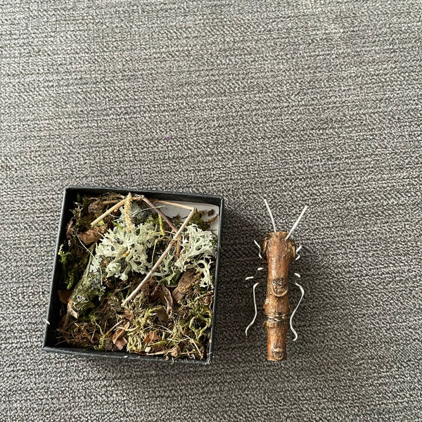 Small Stick Insect in a Box Gift - Etsy