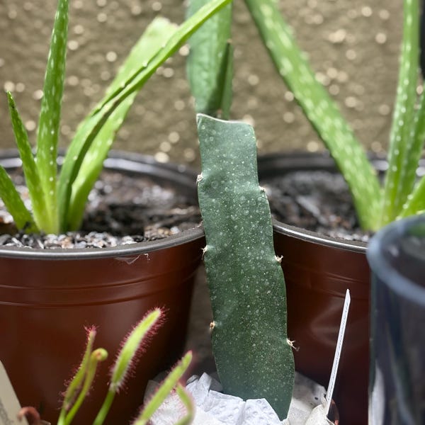 Dragon Fruit, Hylocereus 'edgar's Baby' Rooted Plant Shipped in 3" Pot ...