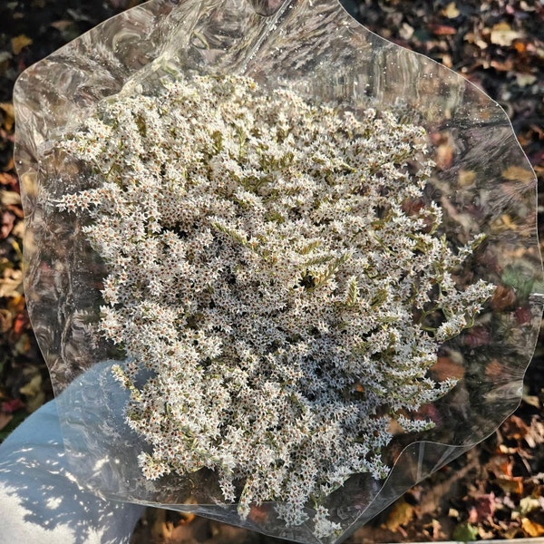 Dried German Statice Flowers: White Limonium Tataricum for Wedding ...