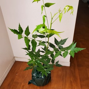 Live Neem Trees, Amazing Useful Trees, 2 to 3 Feet Tall, 1 Gallon does ...