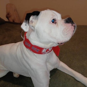 Dog Sledding Urban Mushing Bikjoring Skijoring Canicross - Etsy