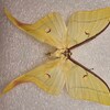 Anaea Ryphea One Real Butterfly Red Pink Peru - Etsy