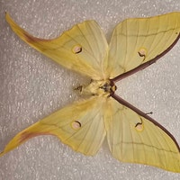 Anaea Ryphea One Real Butterfly Red Pink Peru - Etsy