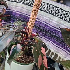 Mini Totem Insert for Orchidbox Mini Greatly Improves Interior ...