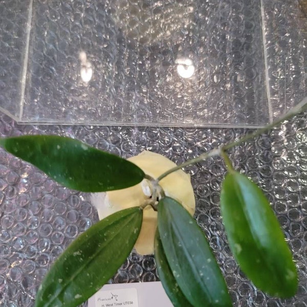 Epipremnum Cebu Blue Ghost Variegated Fresh Cut - Etsy Canada