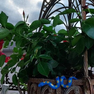 Clay Snake Flower Pot Decor, Houseplants , Polymer Clay, Potted Plants ...