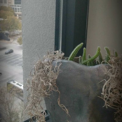 Face Wall Planter concrete NO PLANTS - Etsy