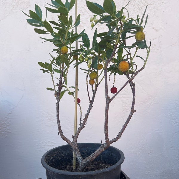 Dwarf Marina Strawberry Tree-1ft Tall Ship in 6" Pot - Etsy