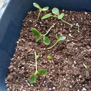 15 Heirloom Chinese Redbud, Tree Seeds. USA, Beautiful Pink Flowers ...