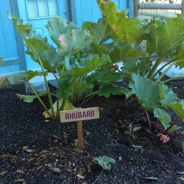 RHUBARB Garden Sign, Painted & Oil Sealed Cedar Wood: Hand Routed ...