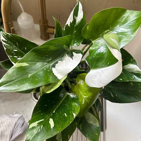 Philodendron White Wizard “high Color” - Live Indoor Houseplant – Rare ...
