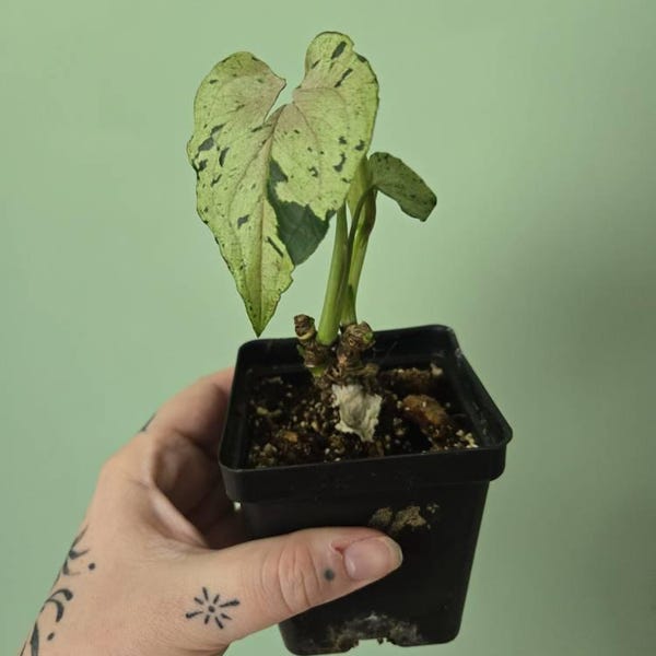 Epipremnum Aureum Teruno Robin - Rare Japanese Pothos - Terunoworld ...