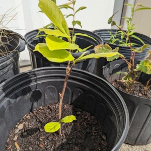 Bloodgood Japanese Maple 18/24 in an ABP Container | Etsy